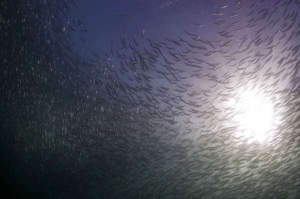 School of glassfish Stock Photos, Royalty Free School of glassfish ...