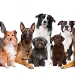 Group of twelve dogs Stock Photo by ©eriklam 9889235