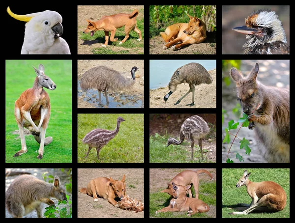 Australian native animals Stock Photos, Royalty Free Australian native ...