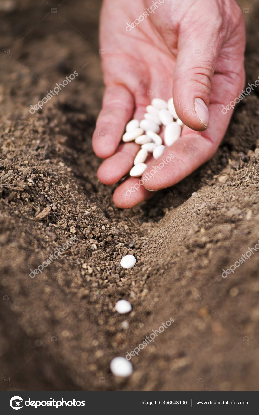 Hand Planting Bean Seeds Marrow Vegetable Garden Hand Growing Seeds ...