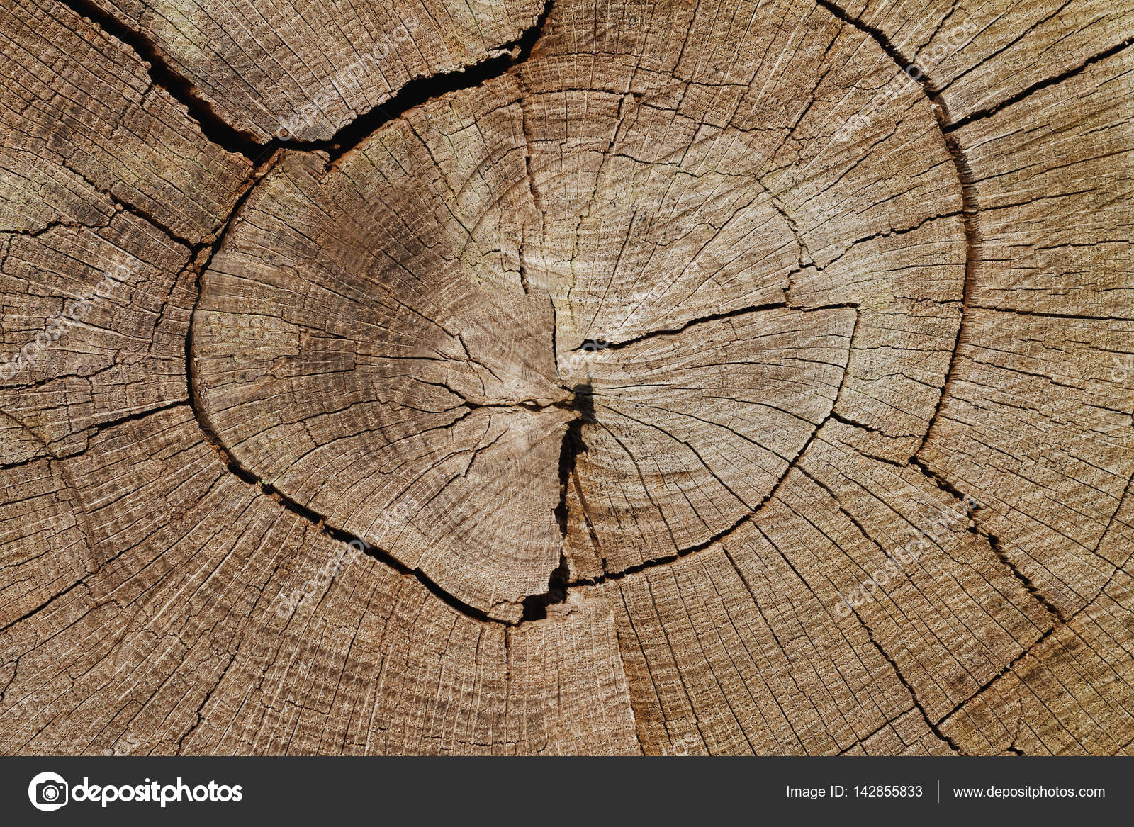 Weathered Oak Tree Cross-Section Stock Photo by ©bernhardlux 142855833