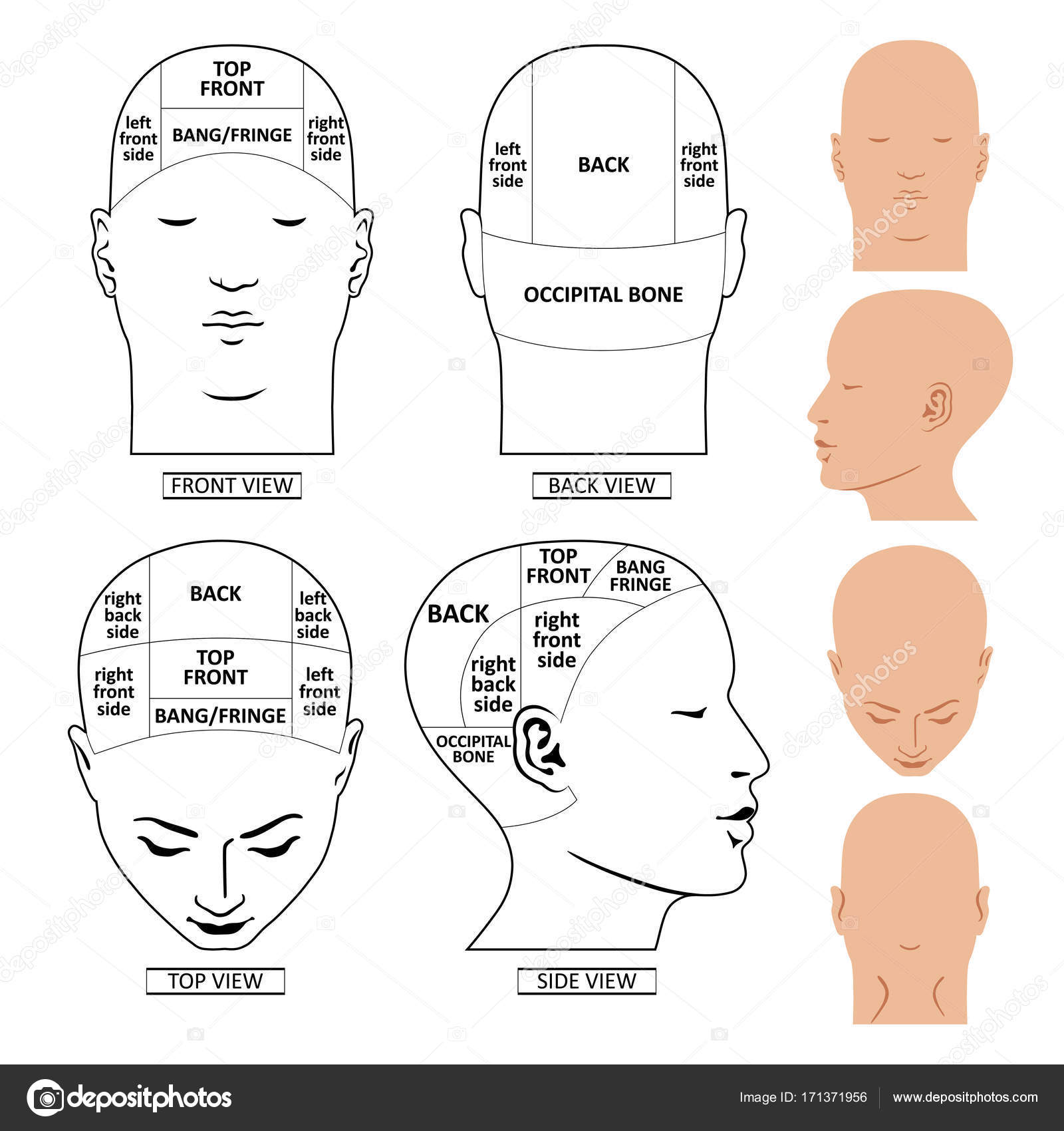 Man head divisions scheme Stock Vector Image by ©arlatis #171371956