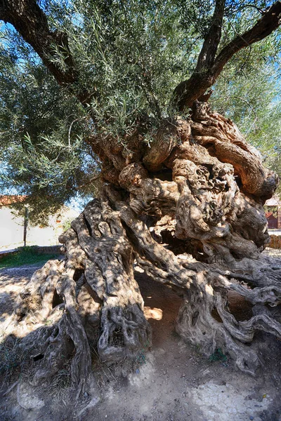 Olive tree roots Stock Photos, Royalty Free Olive tree roots Images ...