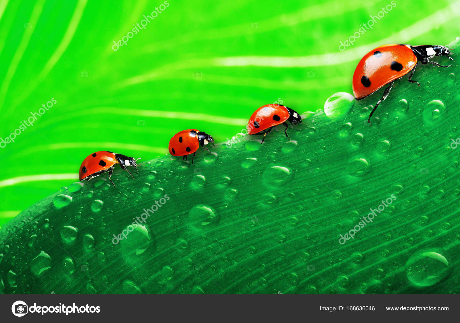 Mother ladybug with three kids Stock Photo by ©Taden1 168636046