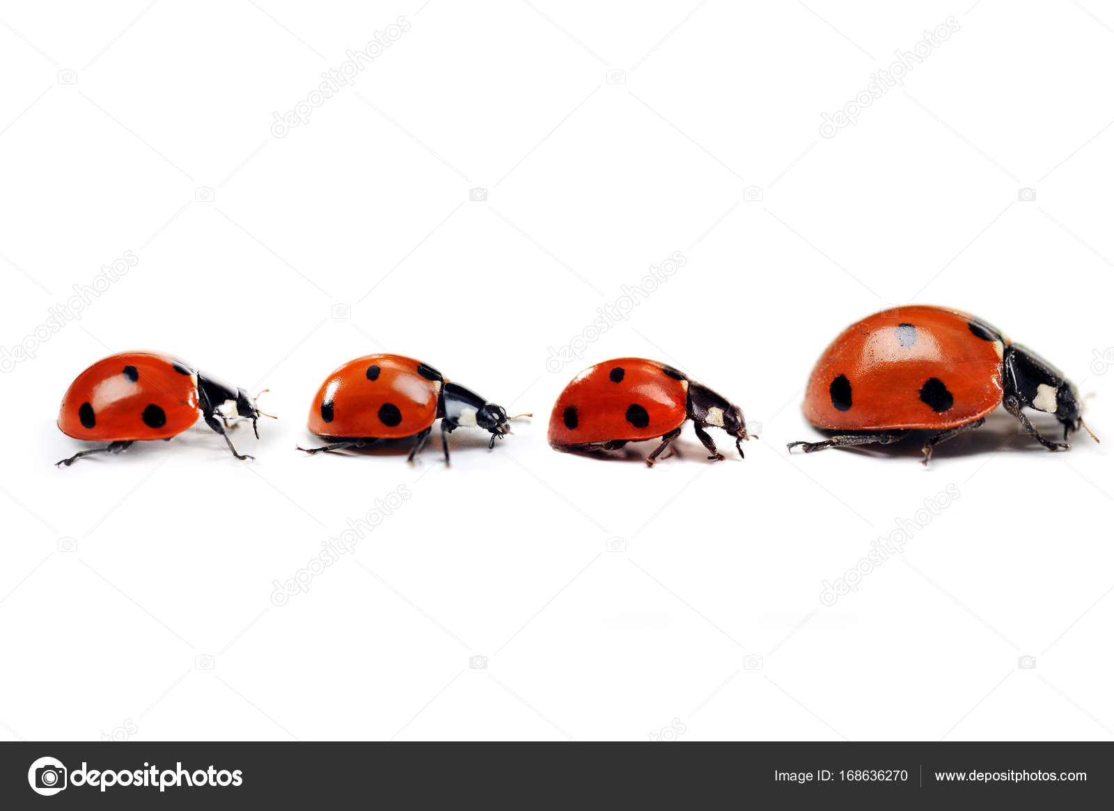 Mother ladybug with three kids Stock Photo by ©Taden1 168636270