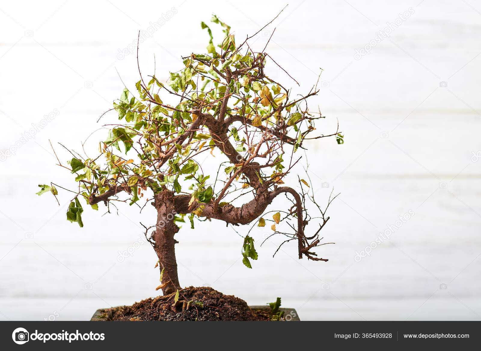 Dried Dead Bonsai Tree White Wooden Background Stock Photo by ©Nebasin ...