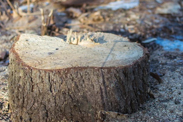 Tree stump cut Stock Photos, Royalty Free Tree stump cut Images ...