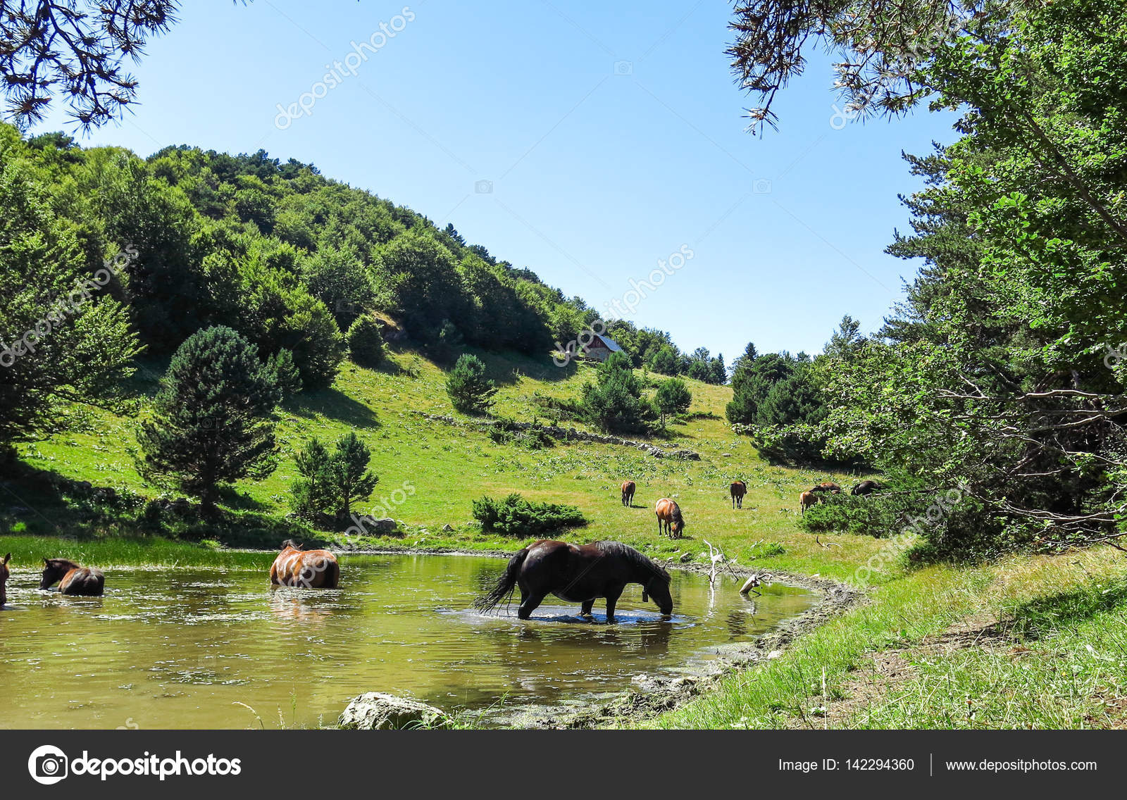 Wild horses in Aran valley in the Catalan Pyrenees, Spain. Stock Photo ...