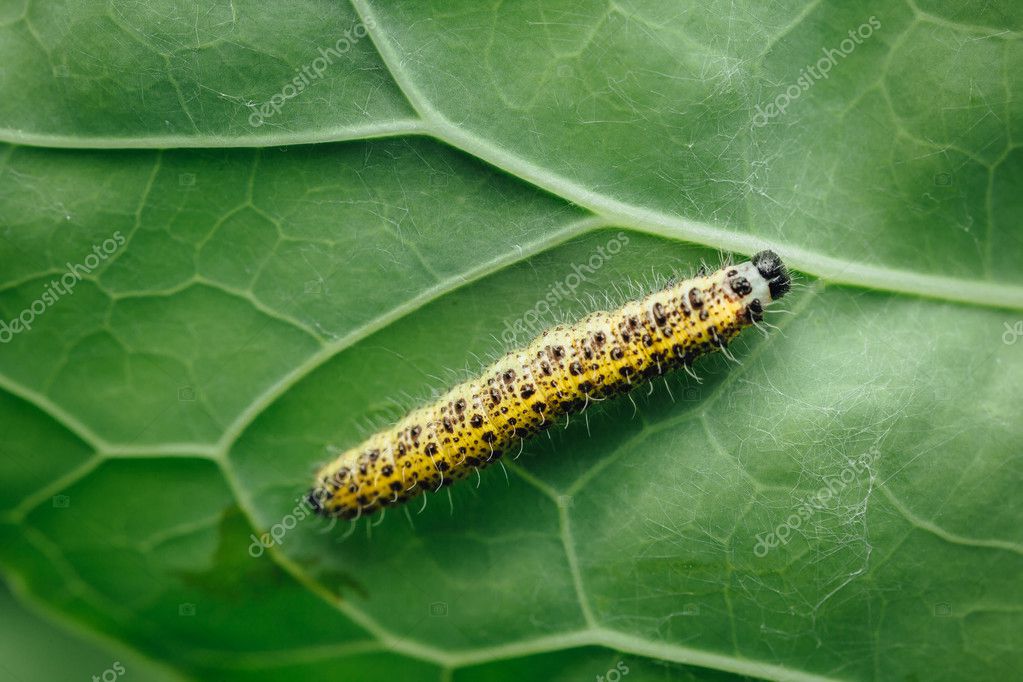 Gele rups op groen blad — Stockfoto © nikkytok #126319126