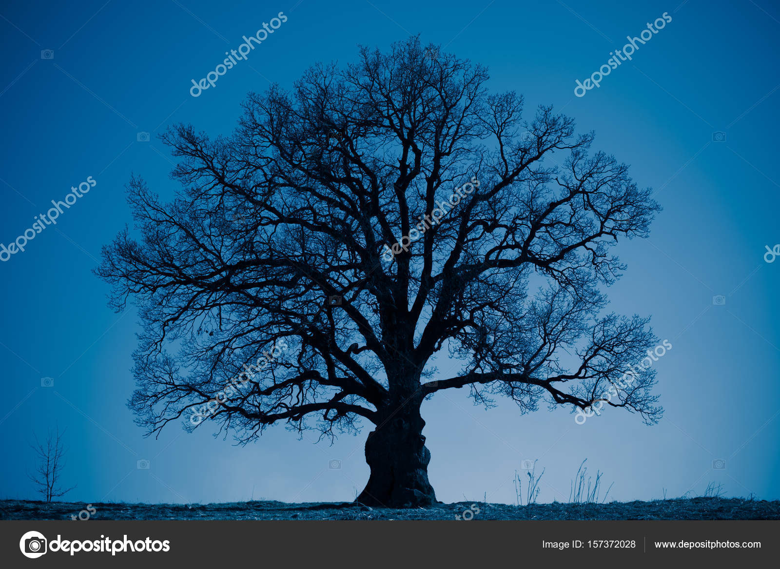 Oak tree silhouette at night Stock Photo by ©nikkytok 157372028