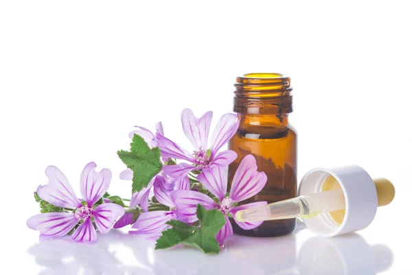 Malva sylvestris l Stock Photos, Royalty Free Malva sylvestris l Images ...