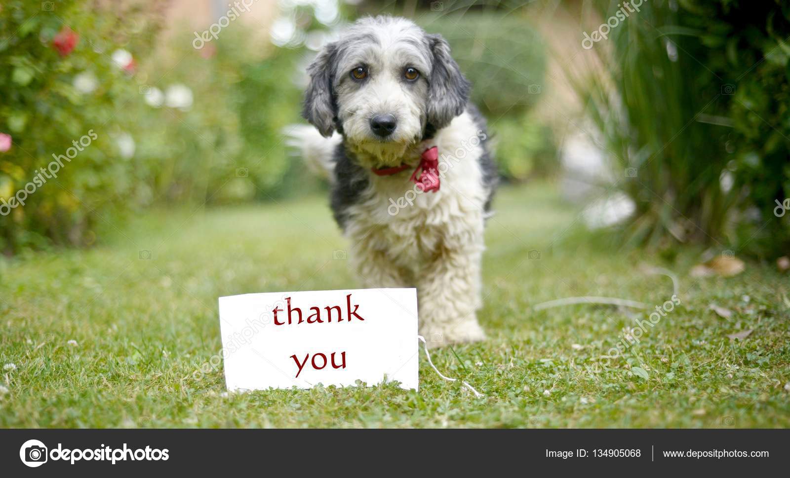 Thank You Cute Dog