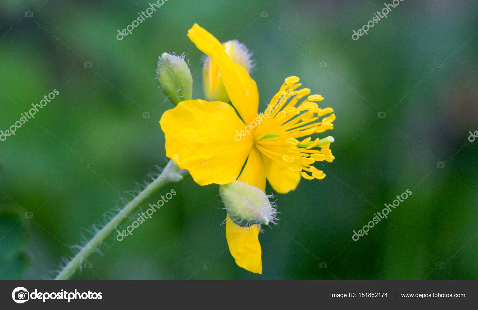 Herbal medicine hypericum — Stock Photo © nehruresen #151862174
