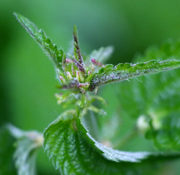 Nettle flower Stock Photos, Royalty Free Nettle flower Images ...