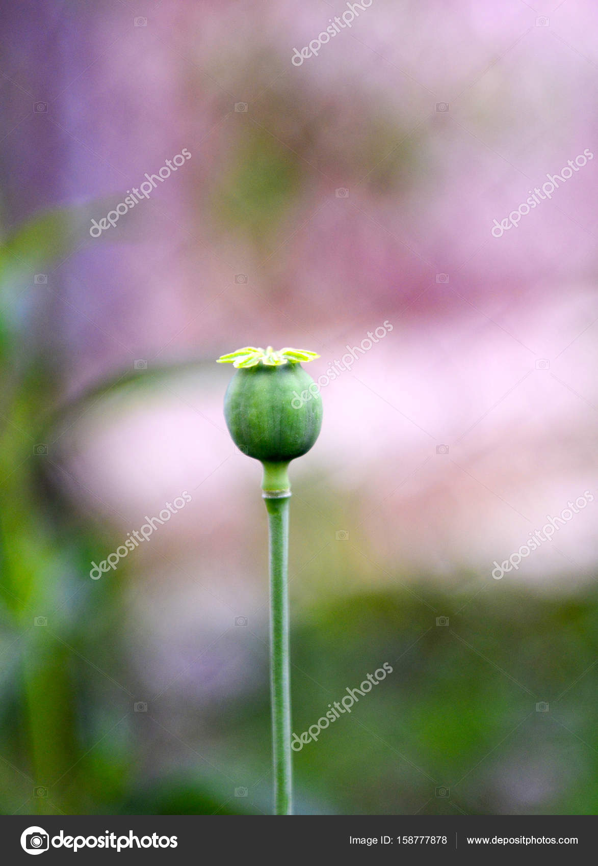 Opium Plant in the field Stock Photo by ©nehruresen 158777878