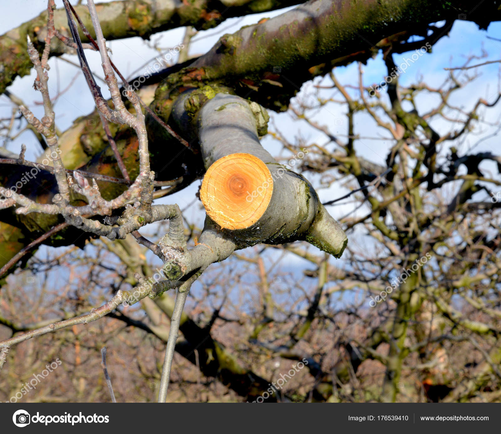 Fresh pruned old apple tree Stock Photo by ©nehruresen 176539410