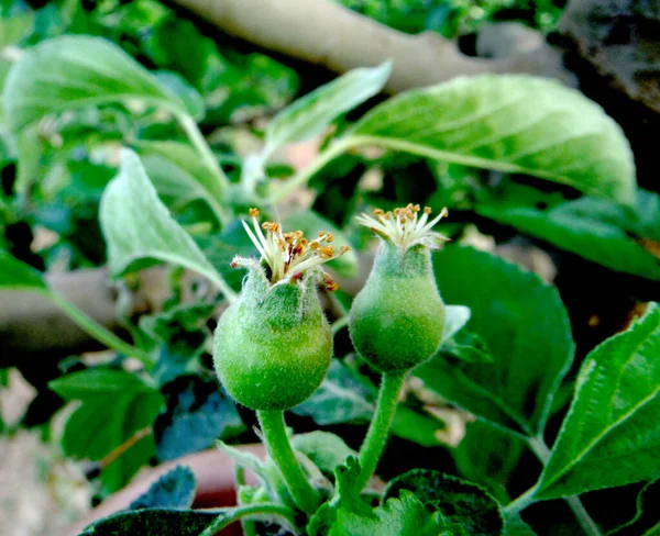 En una huerta orgánica images libres de droit, photos de En una huerta ...