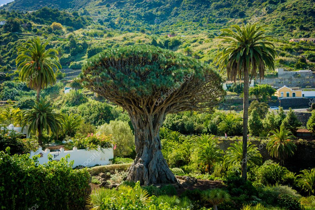 Árbol milenario de Drago. Isla Tenerife. Famoso 1000 años dr 2023