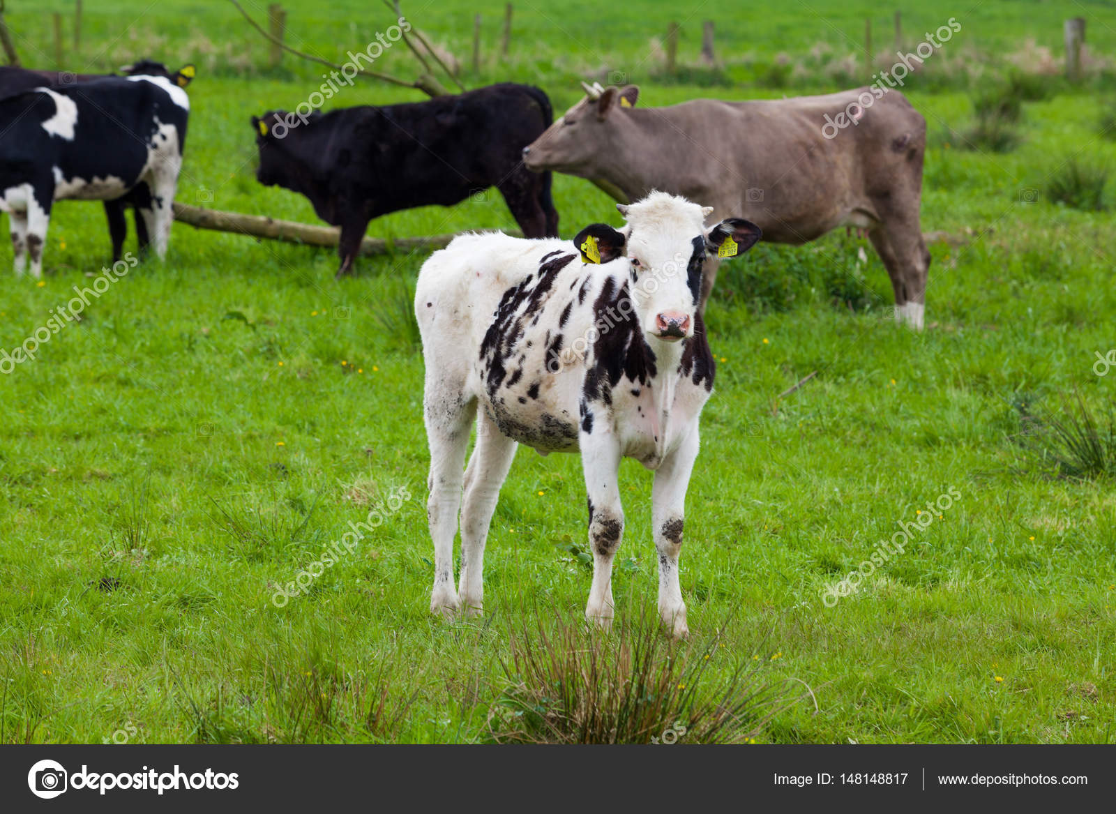 Manada de vacas. Vacas en el campo: fotografía de stock © ewastudio ...