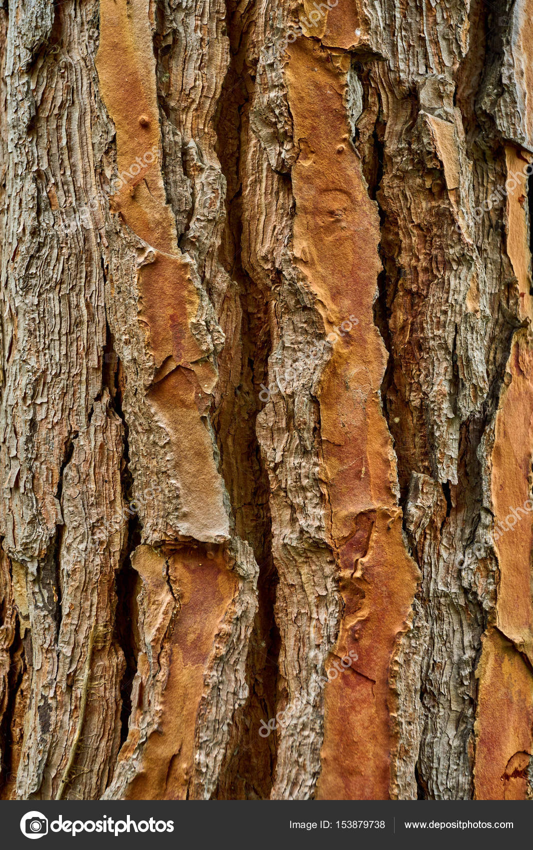 Dibujo De Textura De Corteza De árbol Corteza De Árbol De Pino.