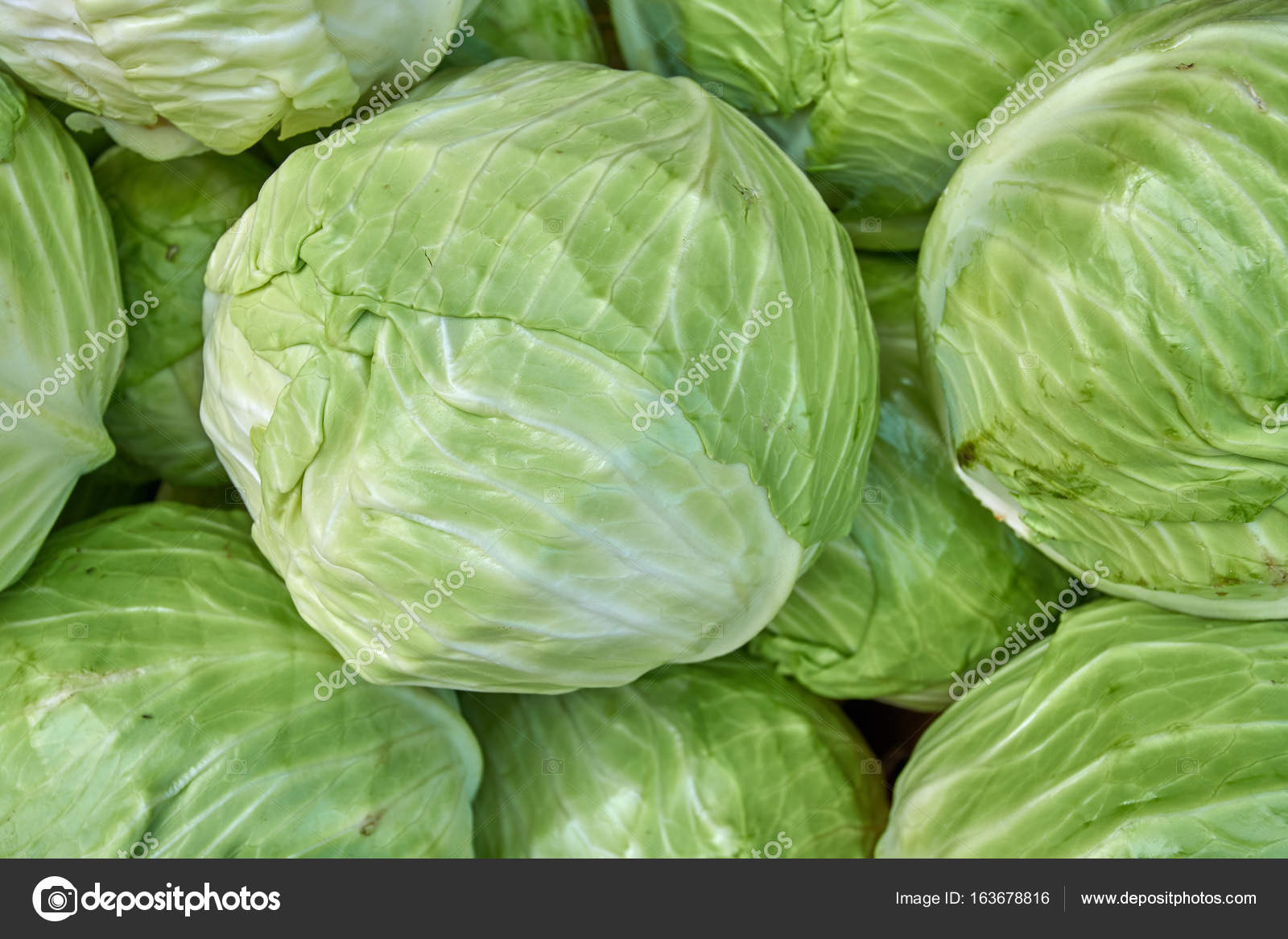 Cabbage from field. cabbage background Stock Photo by ©ewastudio 163678816