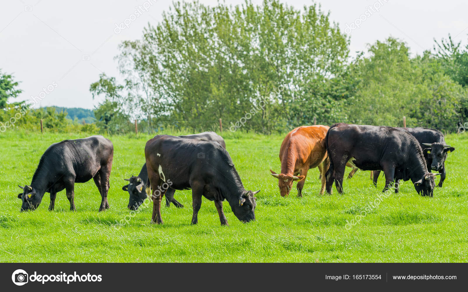 Cows on meadow. Grazing calves Stock Photo by ©ewastudio 165173554