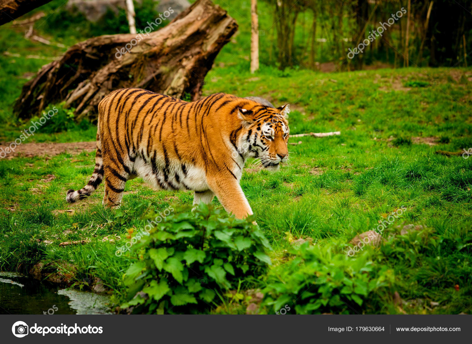 Tiger in forest. Tiger portrait — Stock Photo © ewastudio #179630664