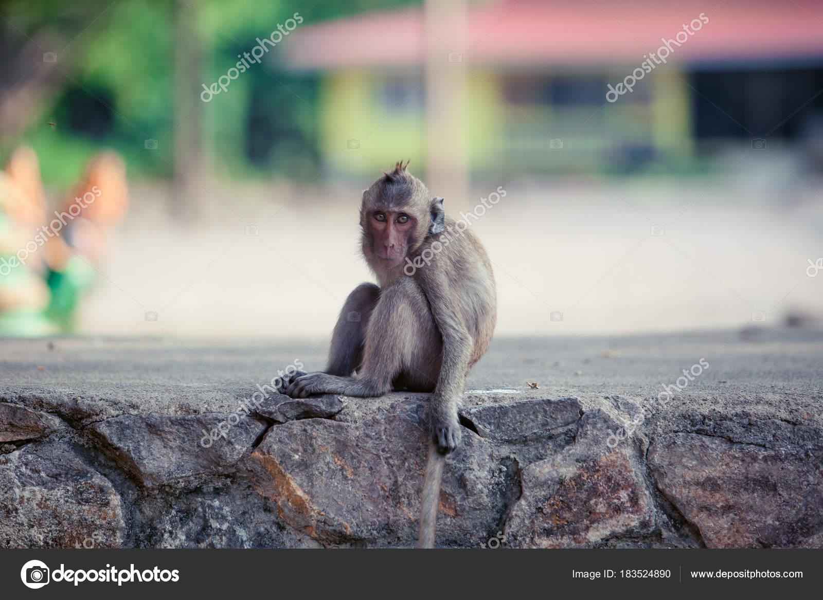 Portrait of brown macaque monkey sitting on road Stock Photo by ...