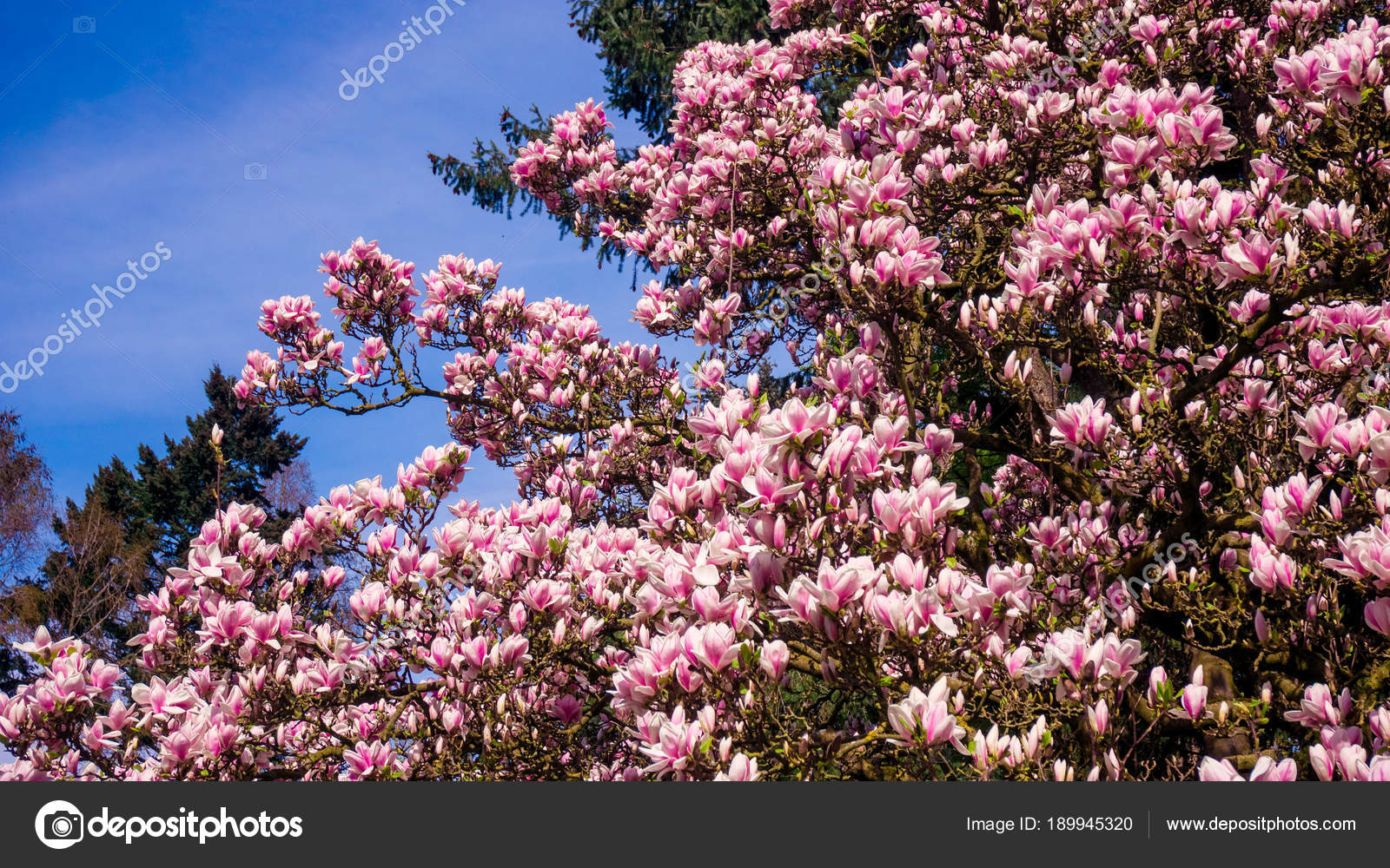Magnolia Flower Indonesia | Best Flower Site