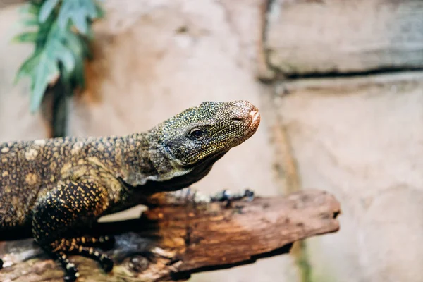 Mangrove monitor lizard Stock Photos, Royalty Free Mangrove monitor ...