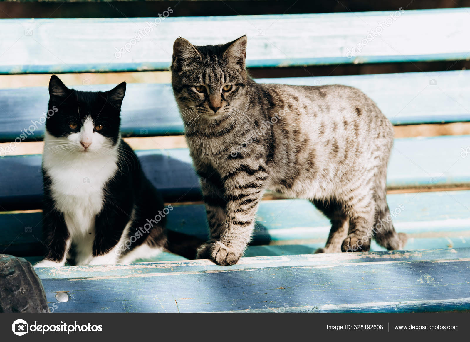 Two Cats Sitting Together