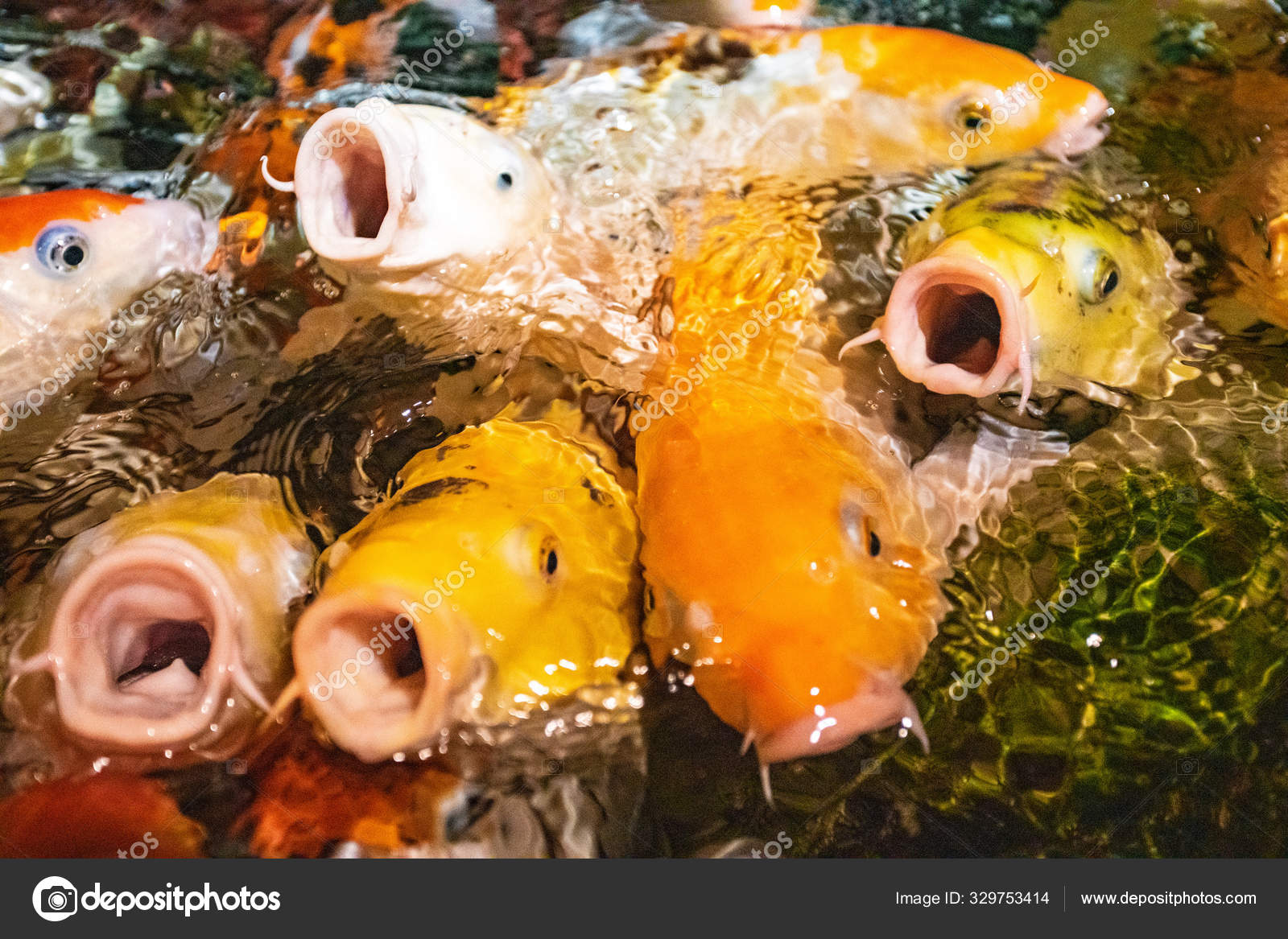 lelkész kiterjed varrógép arany koi tükörponty szinonimaszótár ...