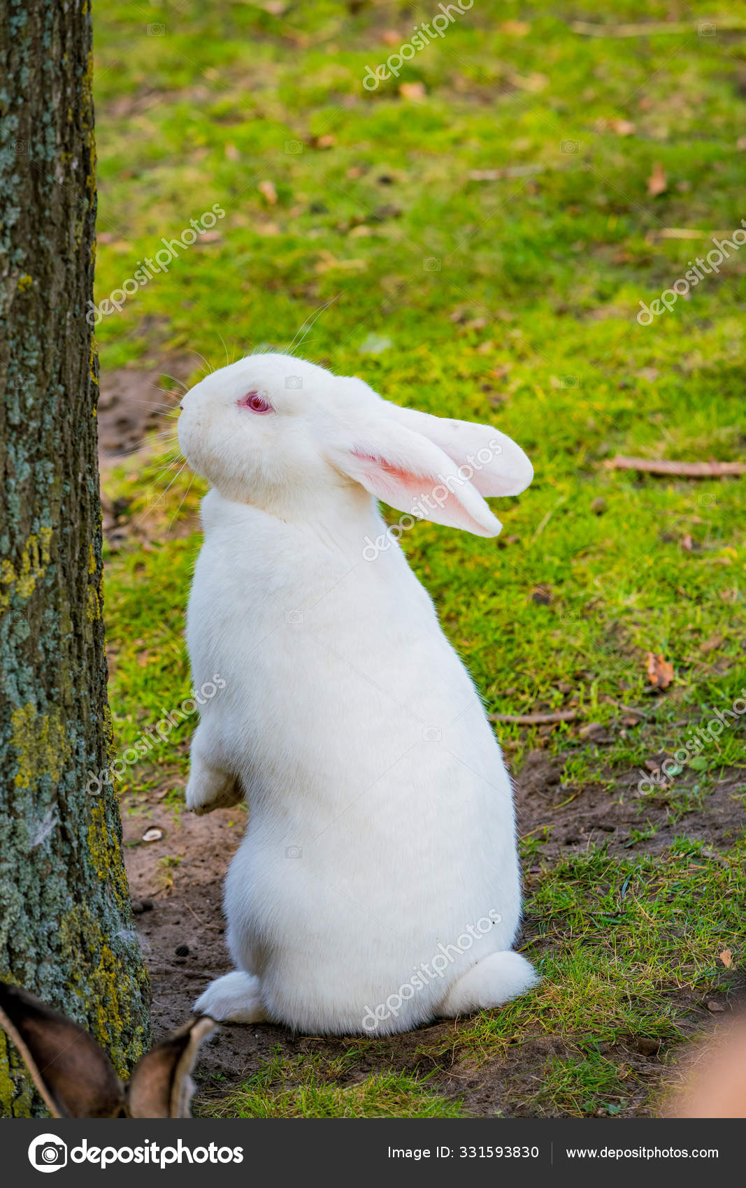 White rabbit playing in the garden — Stock Photo © ewastudio #331593830