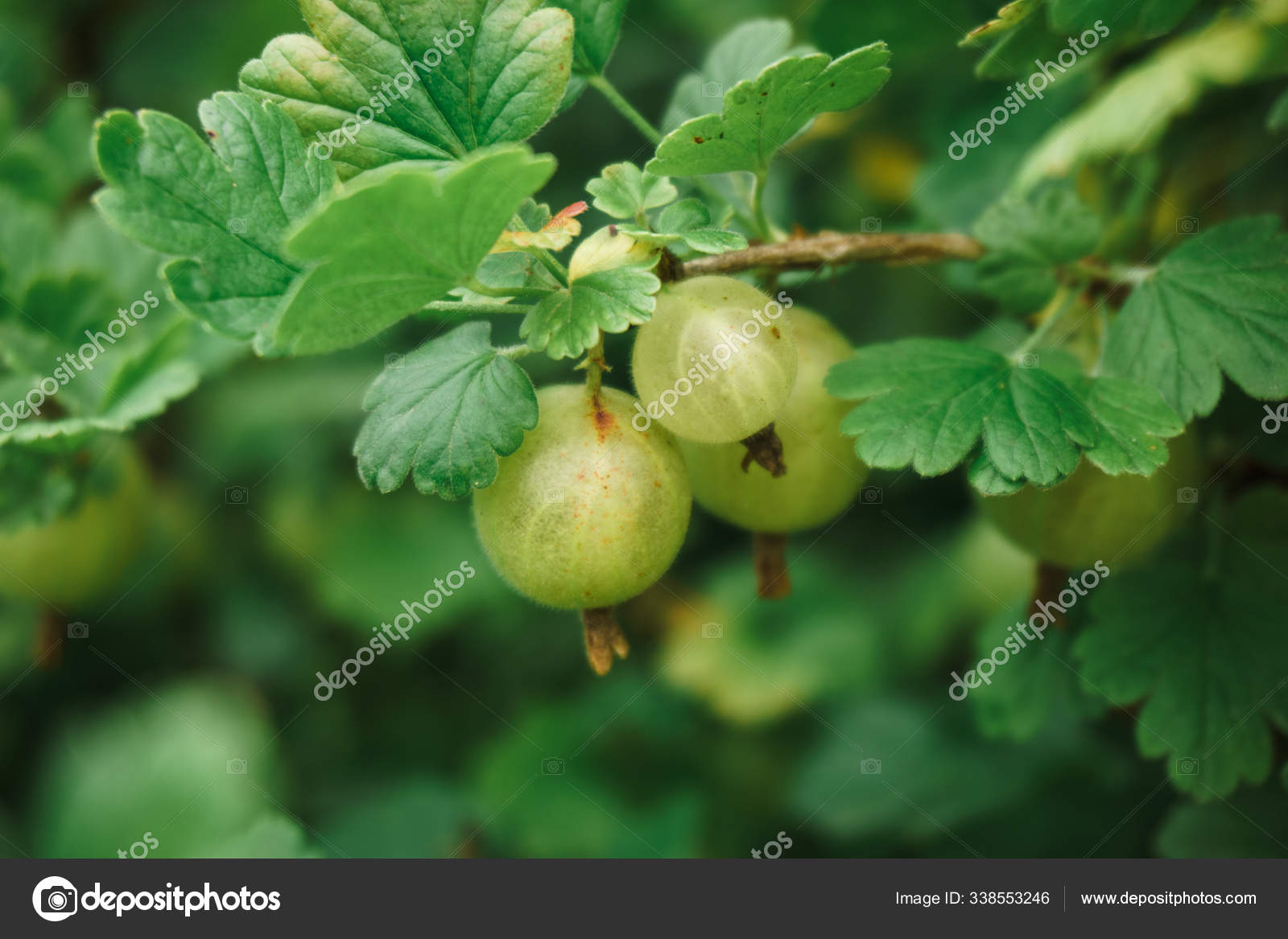 Gooseberry Bush