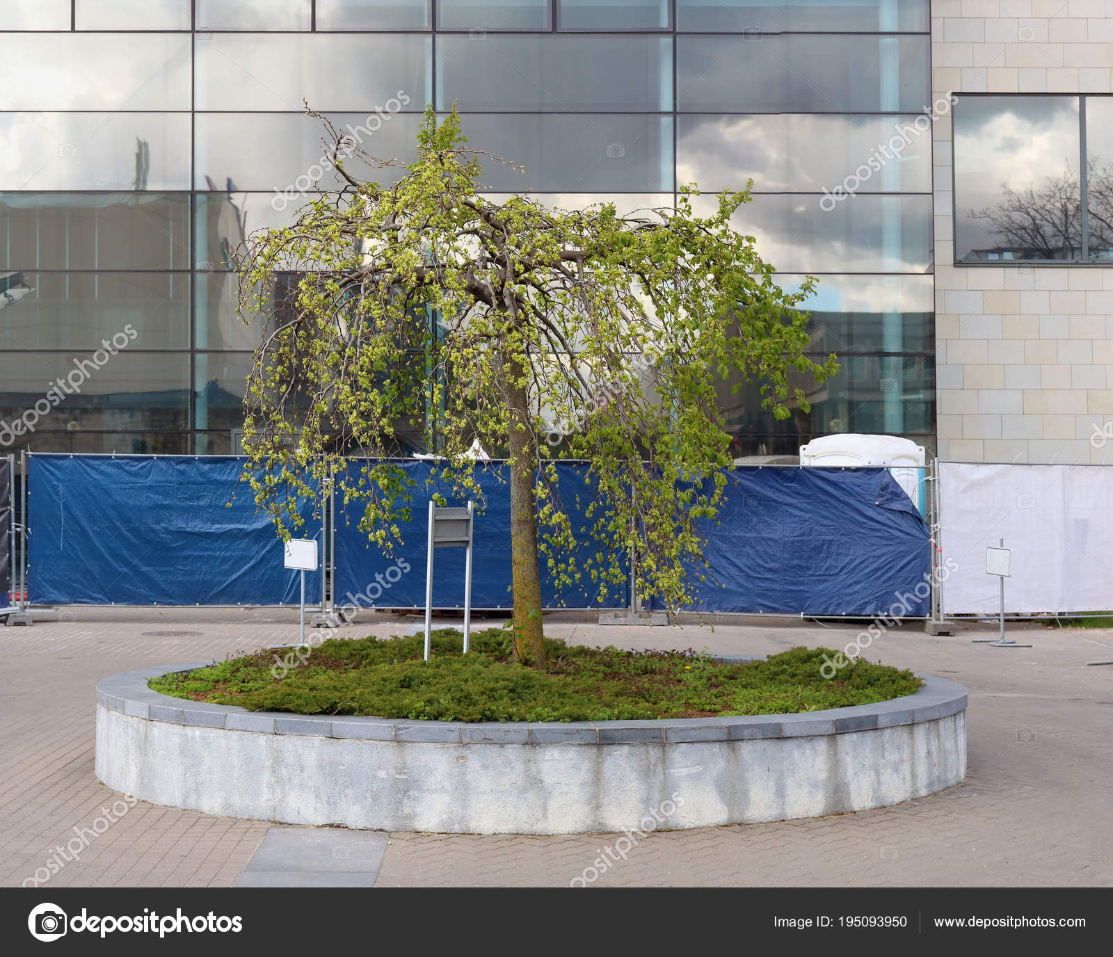 Lonely spring April tree grows in a modern city Stock Photo by ©vilaxlt ...