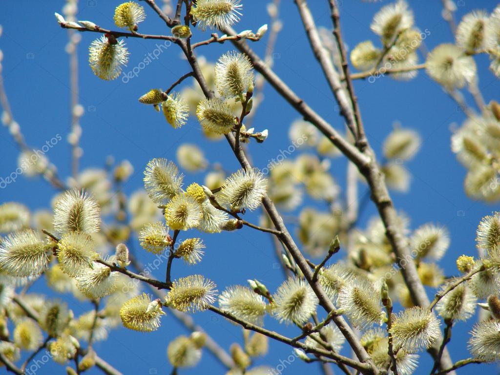 Spring gentle background with blossoming willow catkins Stock Photo by ...