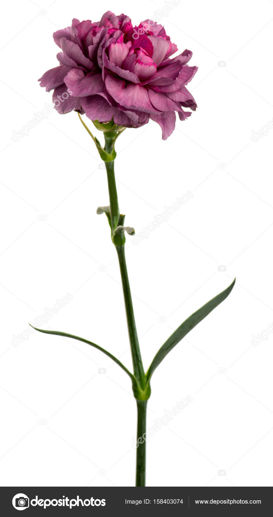 Purple carnation flower Stock Photo by ©taratata 158403074