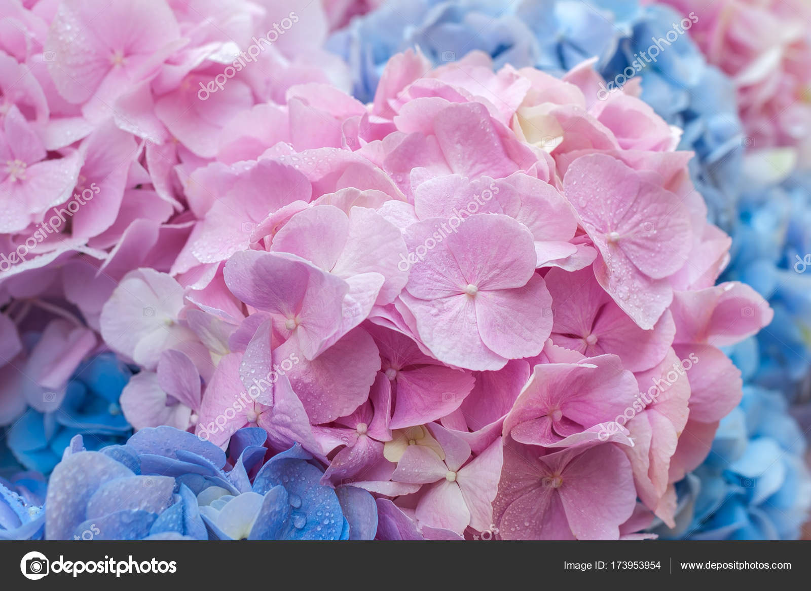 Blue pink hydrangea Stock Photo by ©taratata 173953954