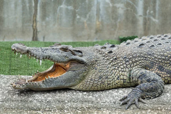 Crocodile with open mouth — Stock Photo © leungchopan #136082152 Crocodile with open mouth — Stock Photo © leungchopan #136082152