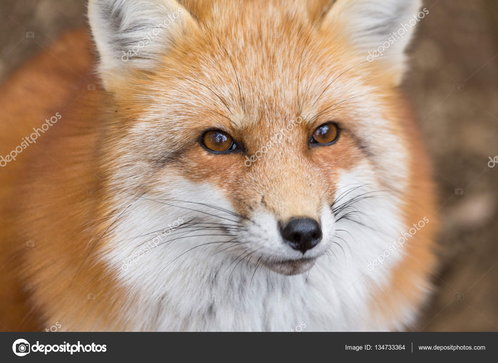 Red Fox Close Up