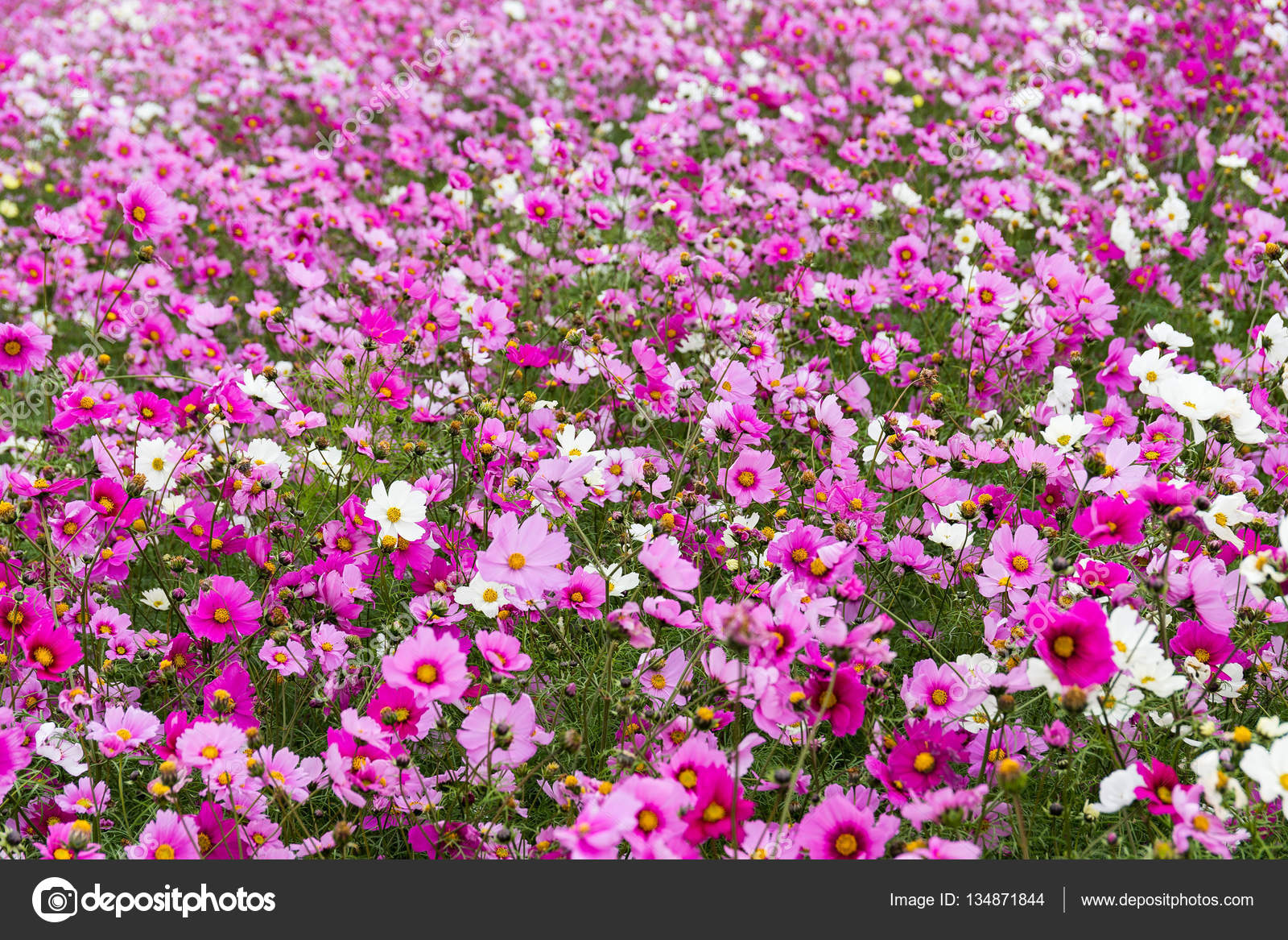 Cosmos flower field — Stock Photo © leungchopan #134871844