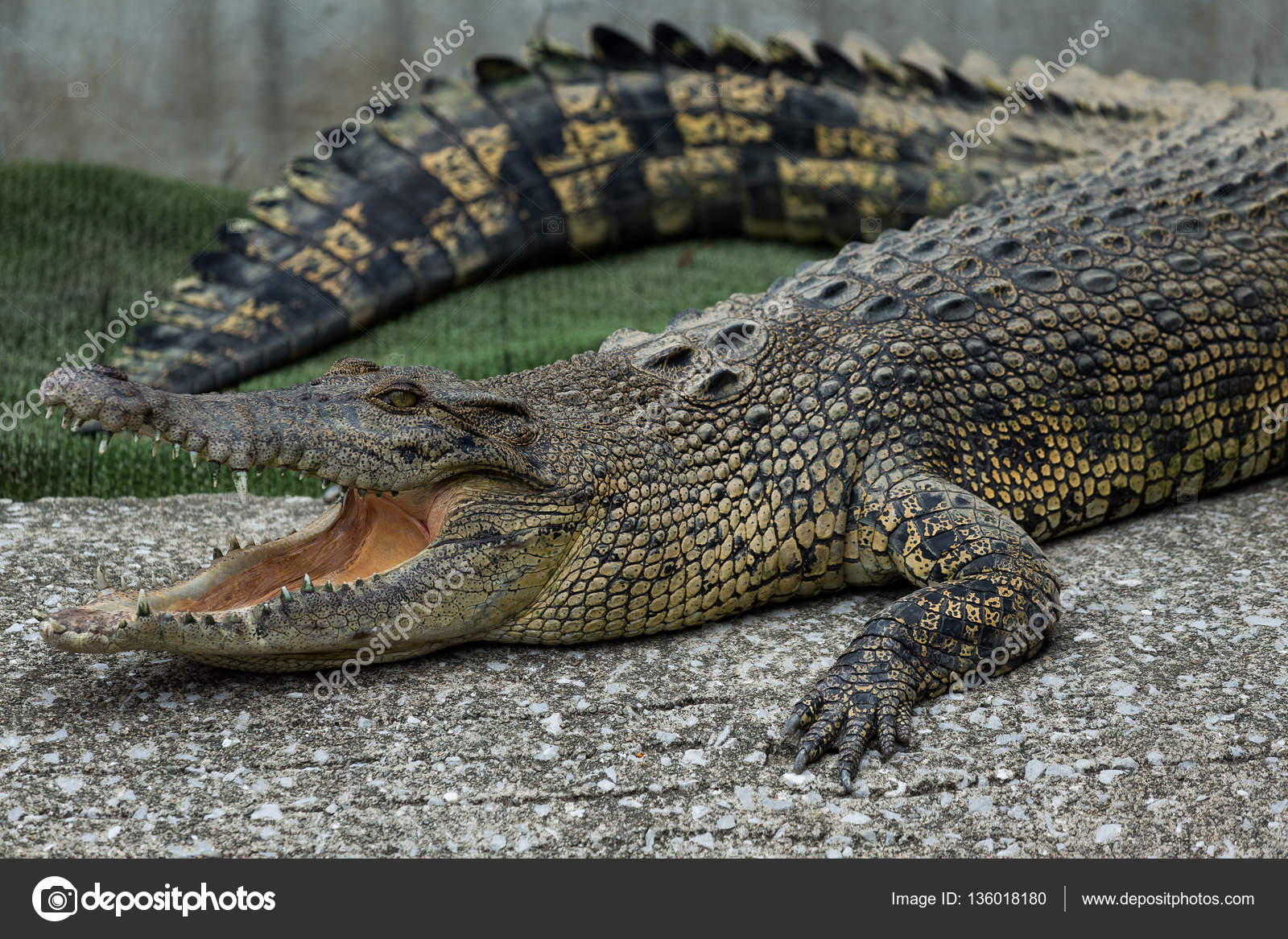 Crocodile mouth open waiting for prey — Stock Photo © leungchopan ...