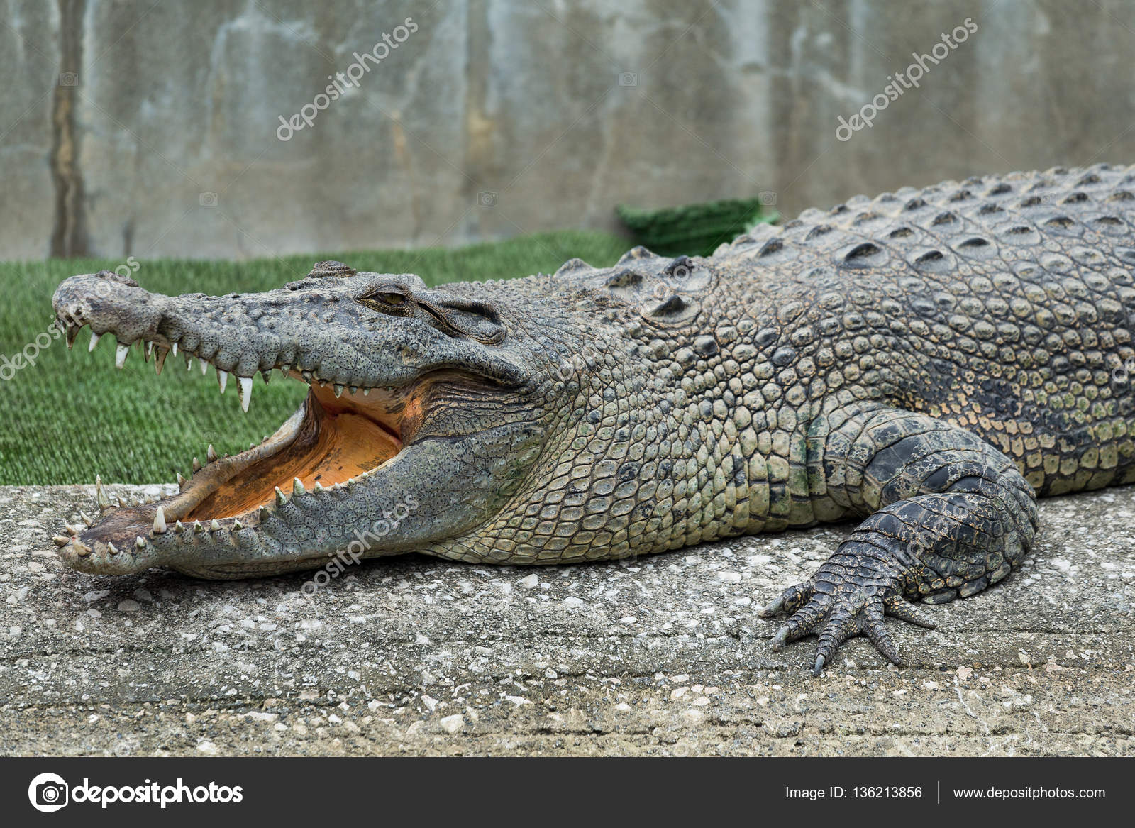 Crocodile open mouth Stock Photo by ©leungchopan 136213856 Crocodile open mouth Stock Photo by ©leungchopan 136213856