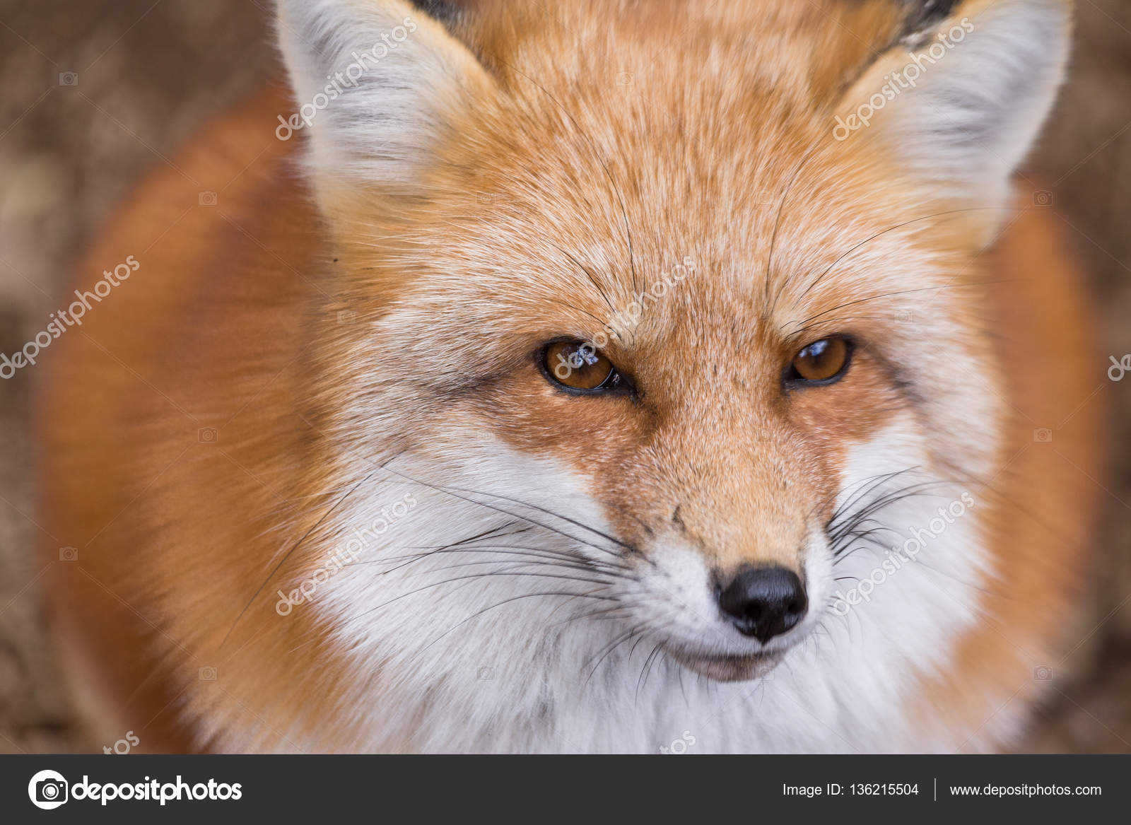 Red Fox Close Up
