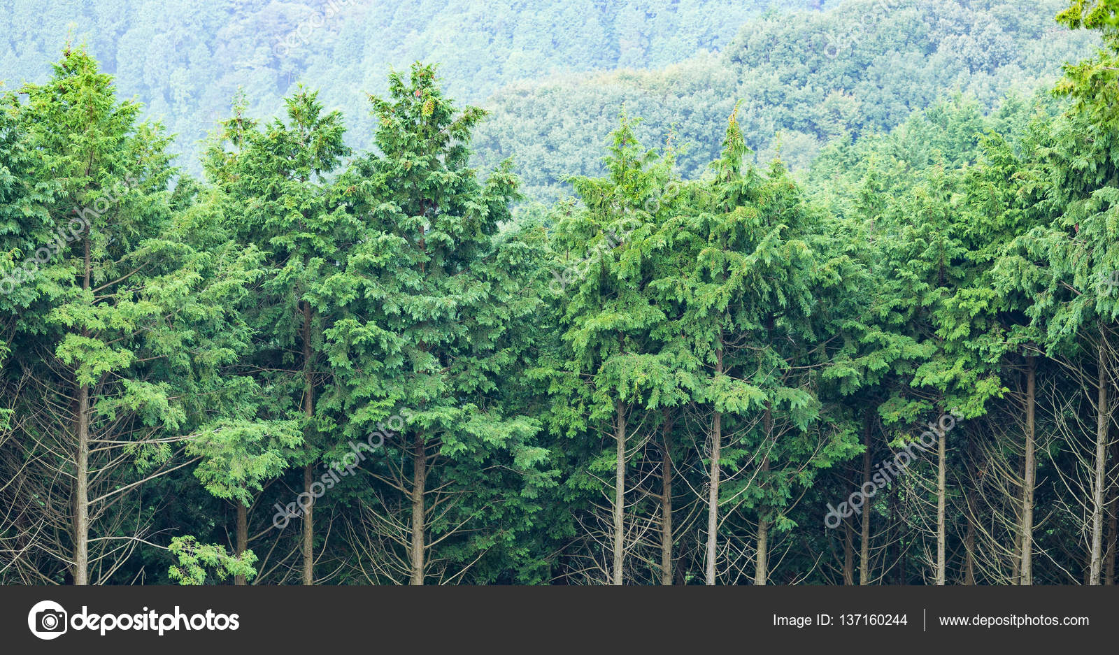 Green trees in a forest — Stock Photo © leungchopan #137160244