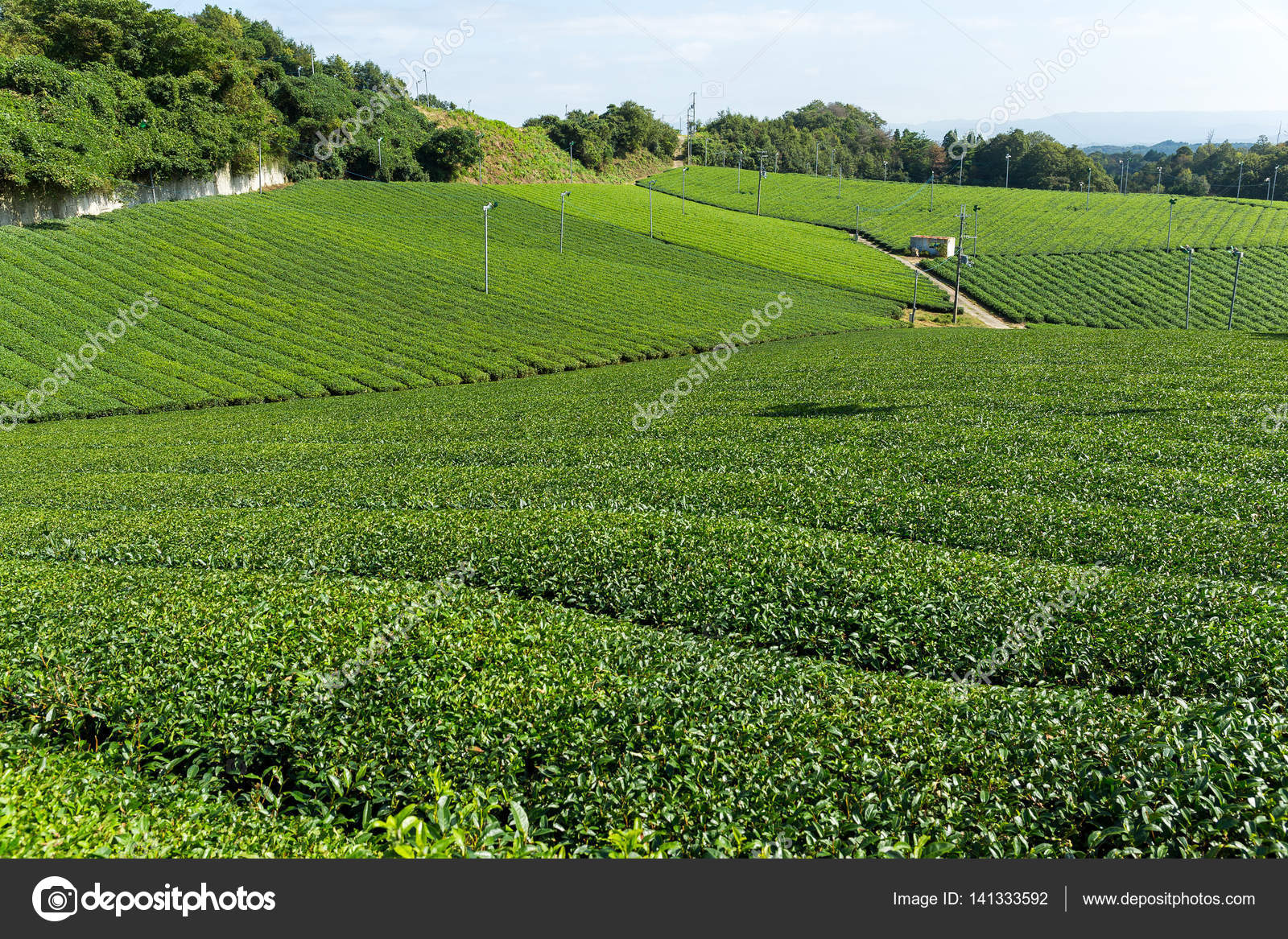 Green tea farm Stock Photo by ©leungchopan 141333592