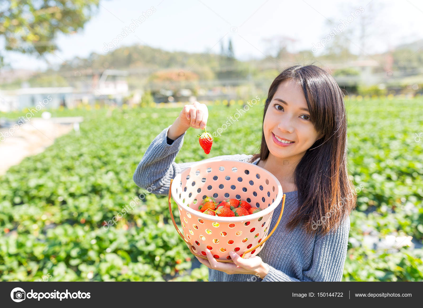 Woman Picking strawberries in field — Stock Photo © leungchopan #150144722