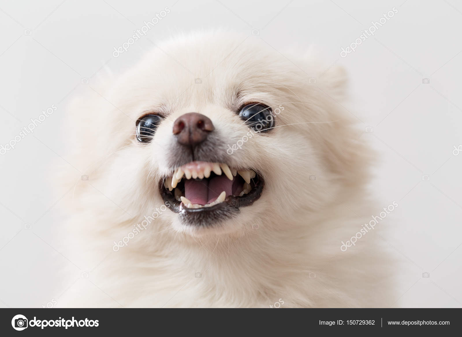 Angry Dog