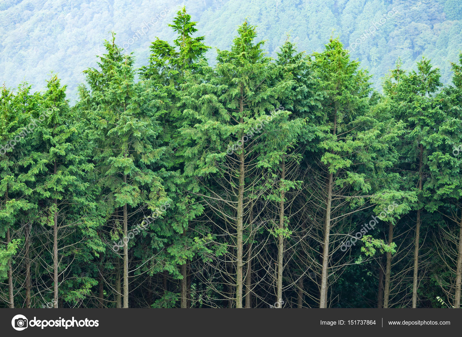 Green forest with tall trees Stock Photo by ©leungchopan 151737864