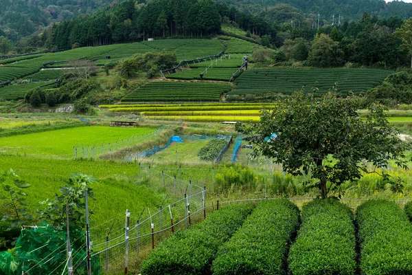 Asian fruit farm Stock Photos, Royalty Free Asian fruit farm Images ...